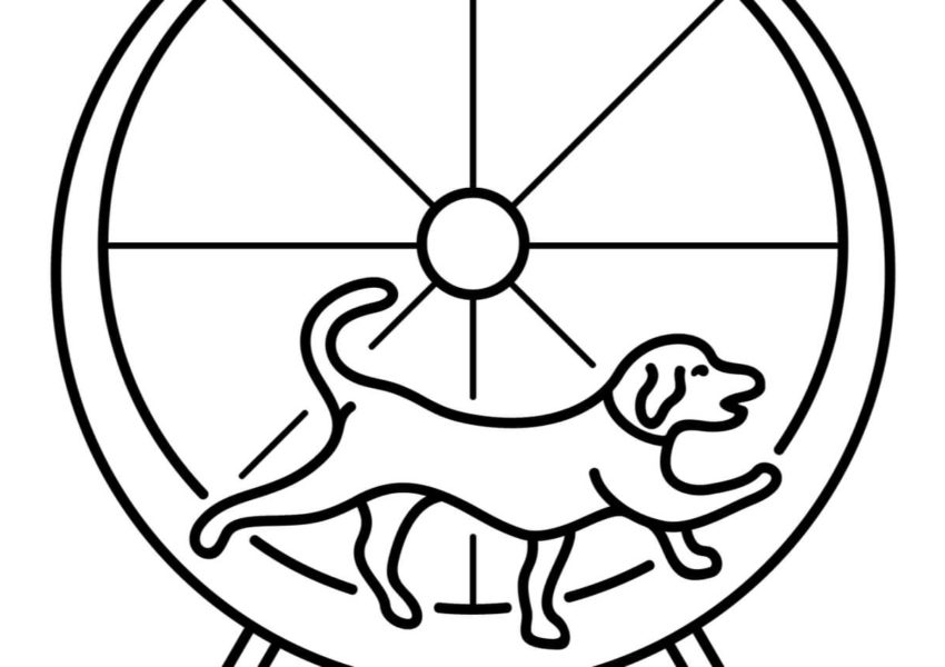 Will Your Dog Benefit From A Dog Exercise Wheel Northgate Vet